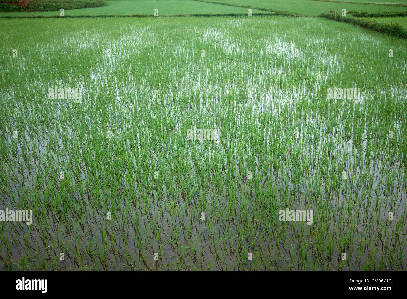 Rice Paddy Fields Hoi An Vietnam Stock Photo - Alamy