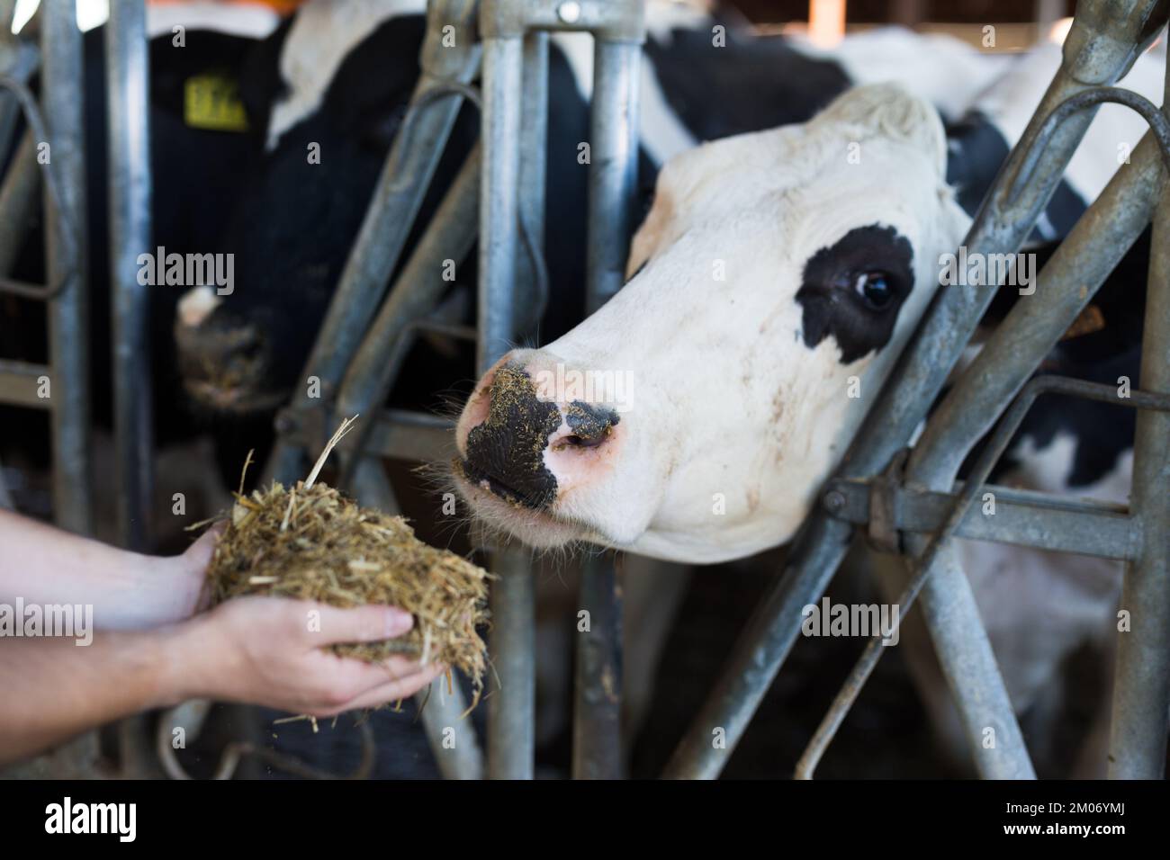 Hands of farmer holding out handful of compound feed to cow Stock Photo ...