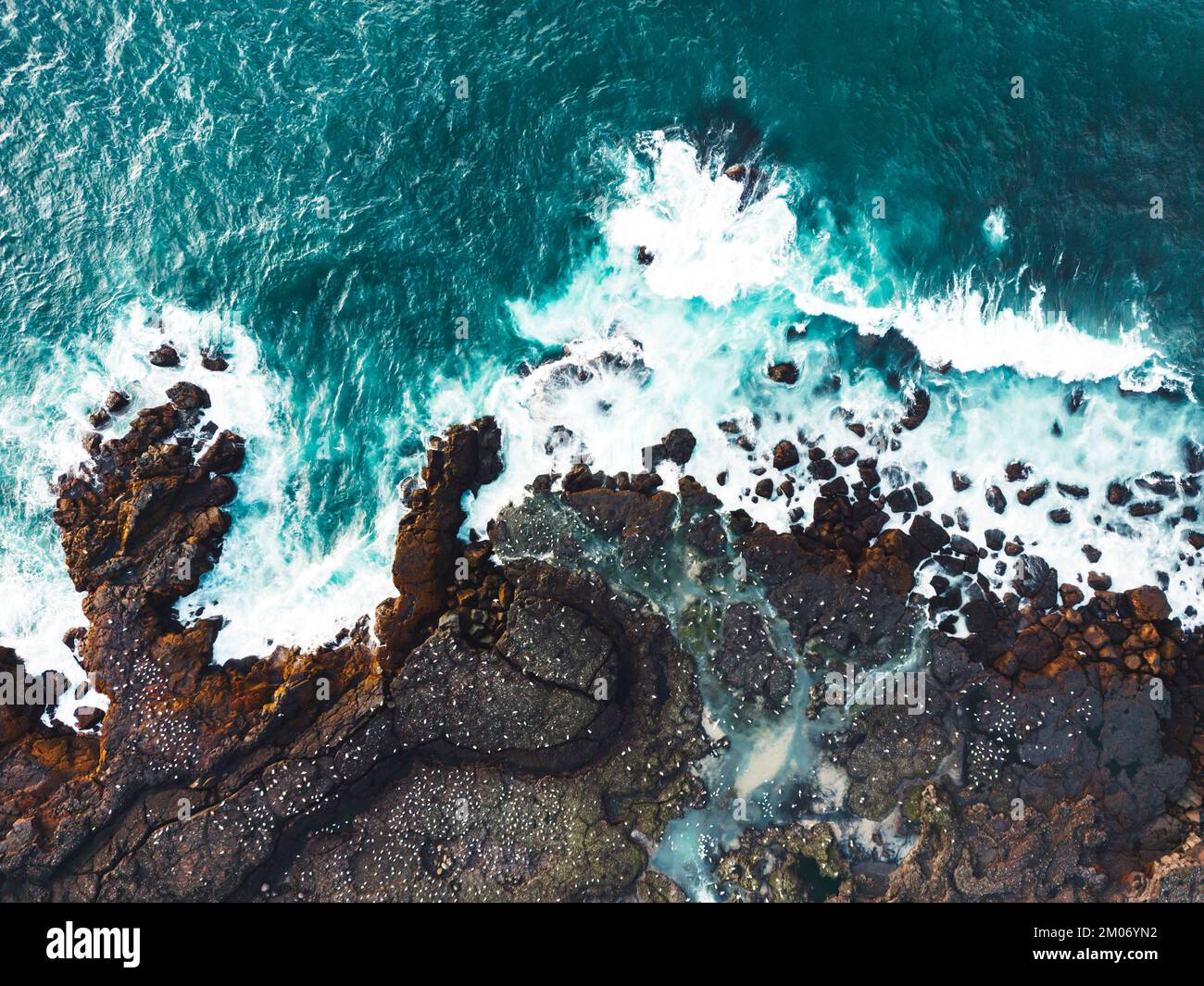 Top down view of Atlantic puffins nesting in Iceland Stock Photo - Alamy