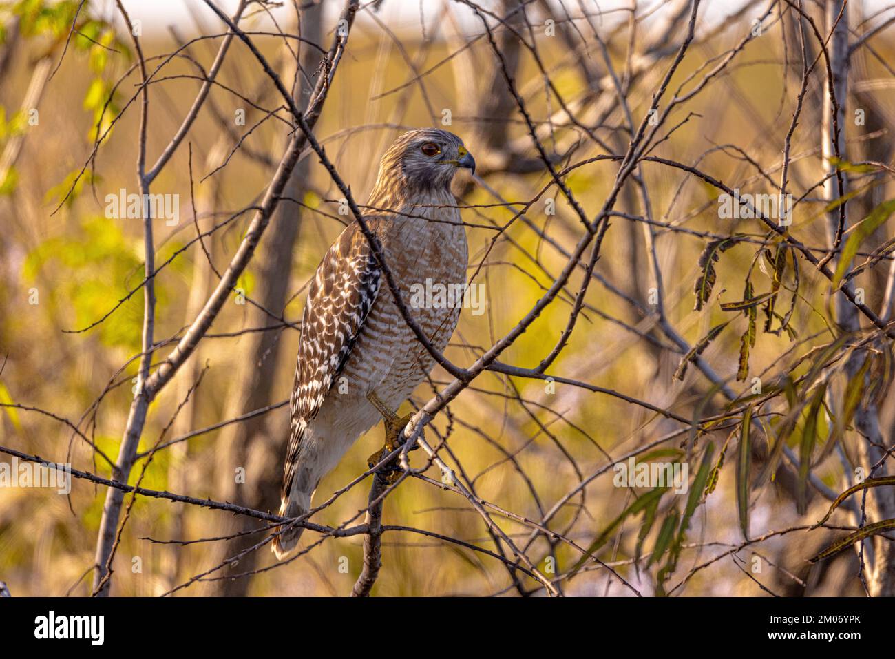 Red-tailed hawk Looking around Stock Photo - Alamy