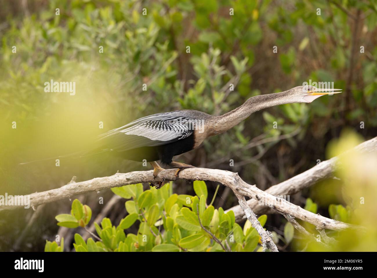 Common anhinga hi-res stock photography and images - Alamy