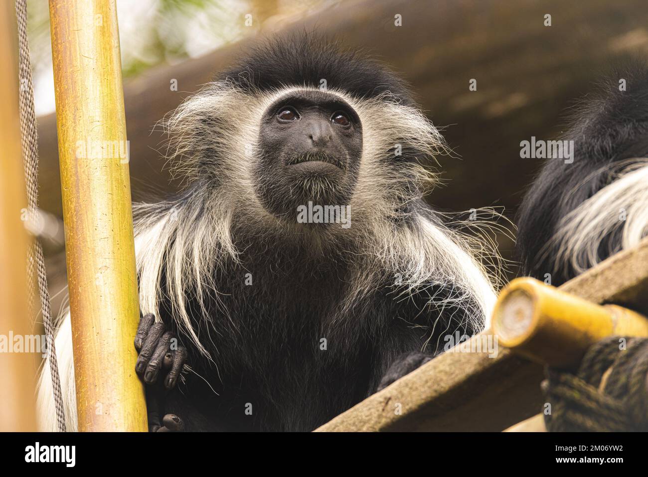 Colobus Monkey in a zoo Stock Photo - Alamy
