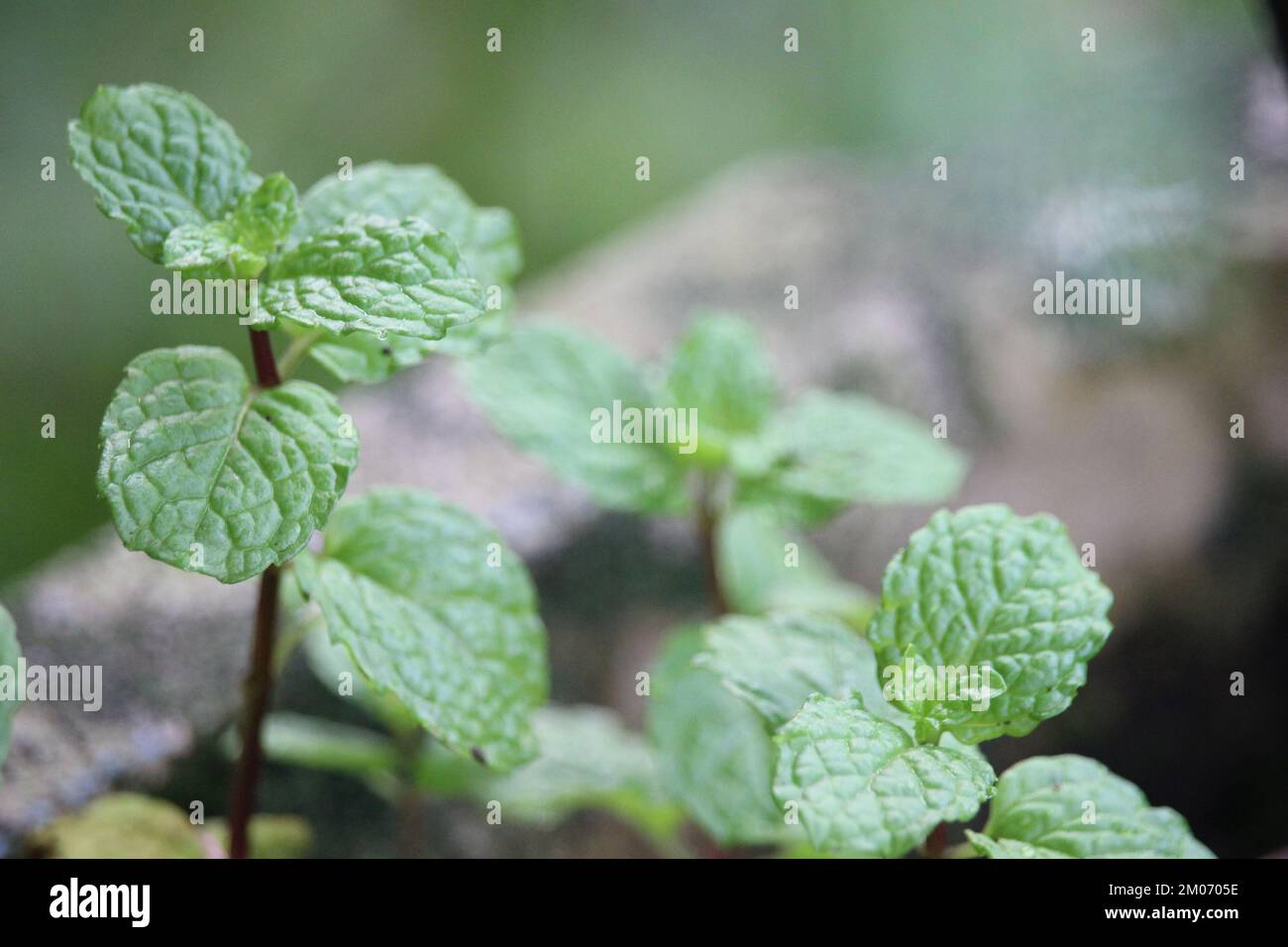 partially blurry photo Mentha suaveolens, the apple mint, pineapple ...
