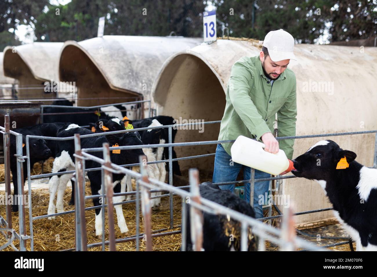 Farmer feeding calves with milk Stock Photo - Alamy