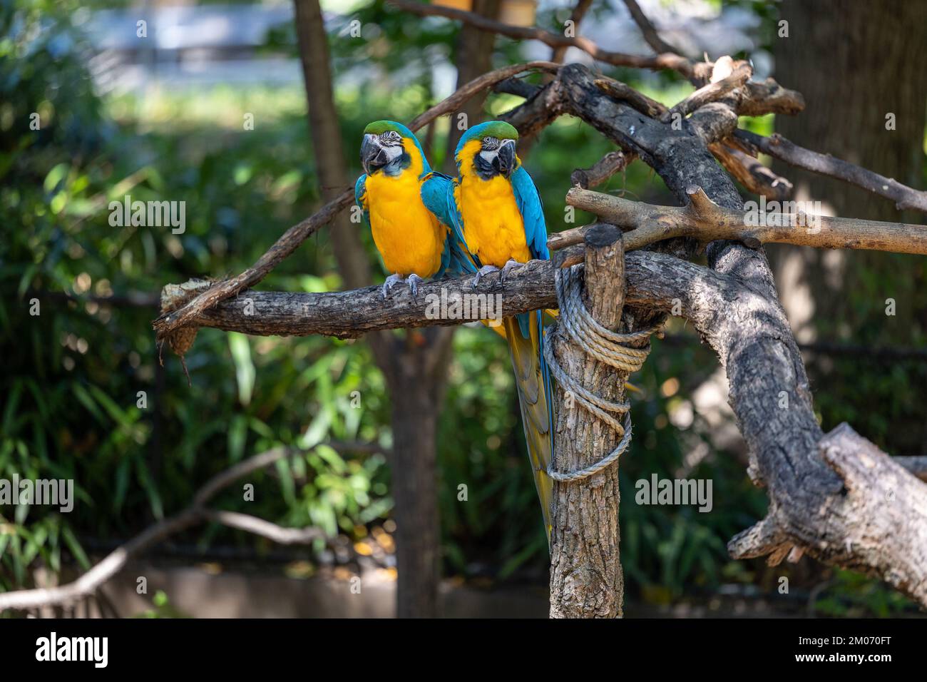 Jangal Love Wallpapers