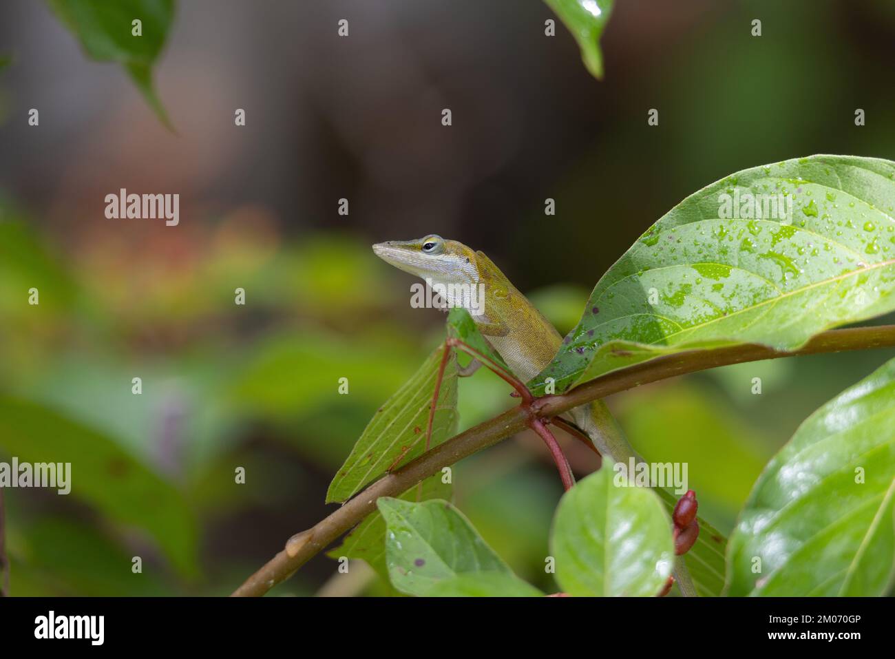 Green Anole in the tree Stock Photo - Alamy