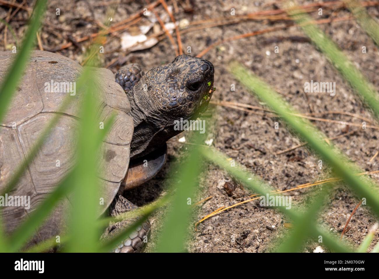 Gopher Tortoise in the wild Stock Photo - Alamy