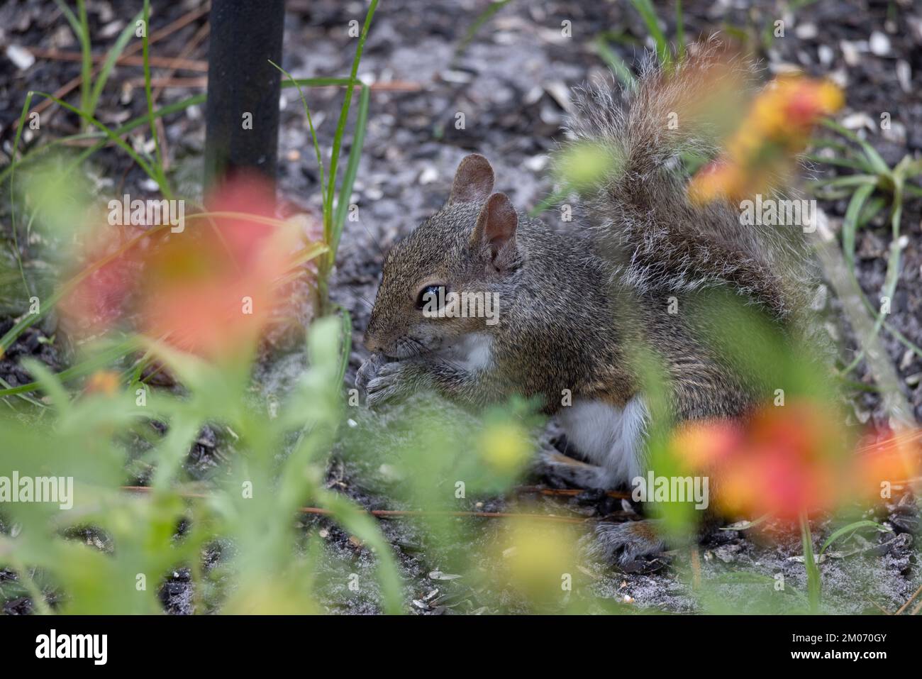 Squirrel gray water hi-res stock photography and images - Alamy