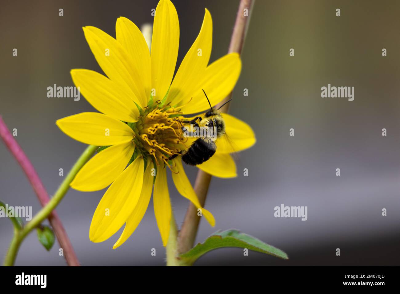 Bee leaving and eating in a Prairie Flower Stock Photo - Alamy