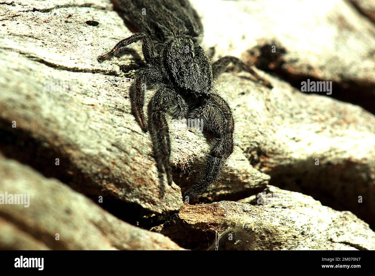Flat jumping spider (Holoplatys apressus Stock Photo - Alamy