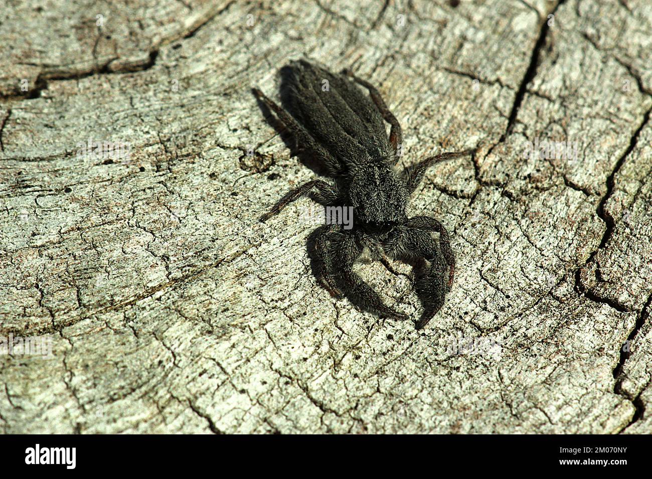 Flat jumping spider (Holoplatys apressus Stock Photo - Alamy