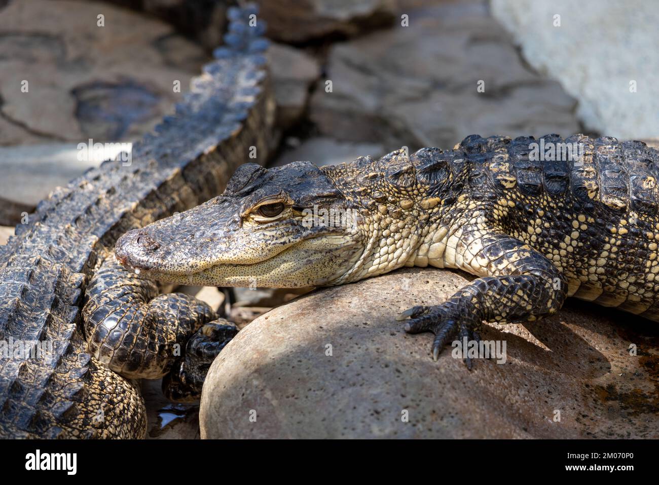 American alligator in the rocks Stock Photo - Alamy
