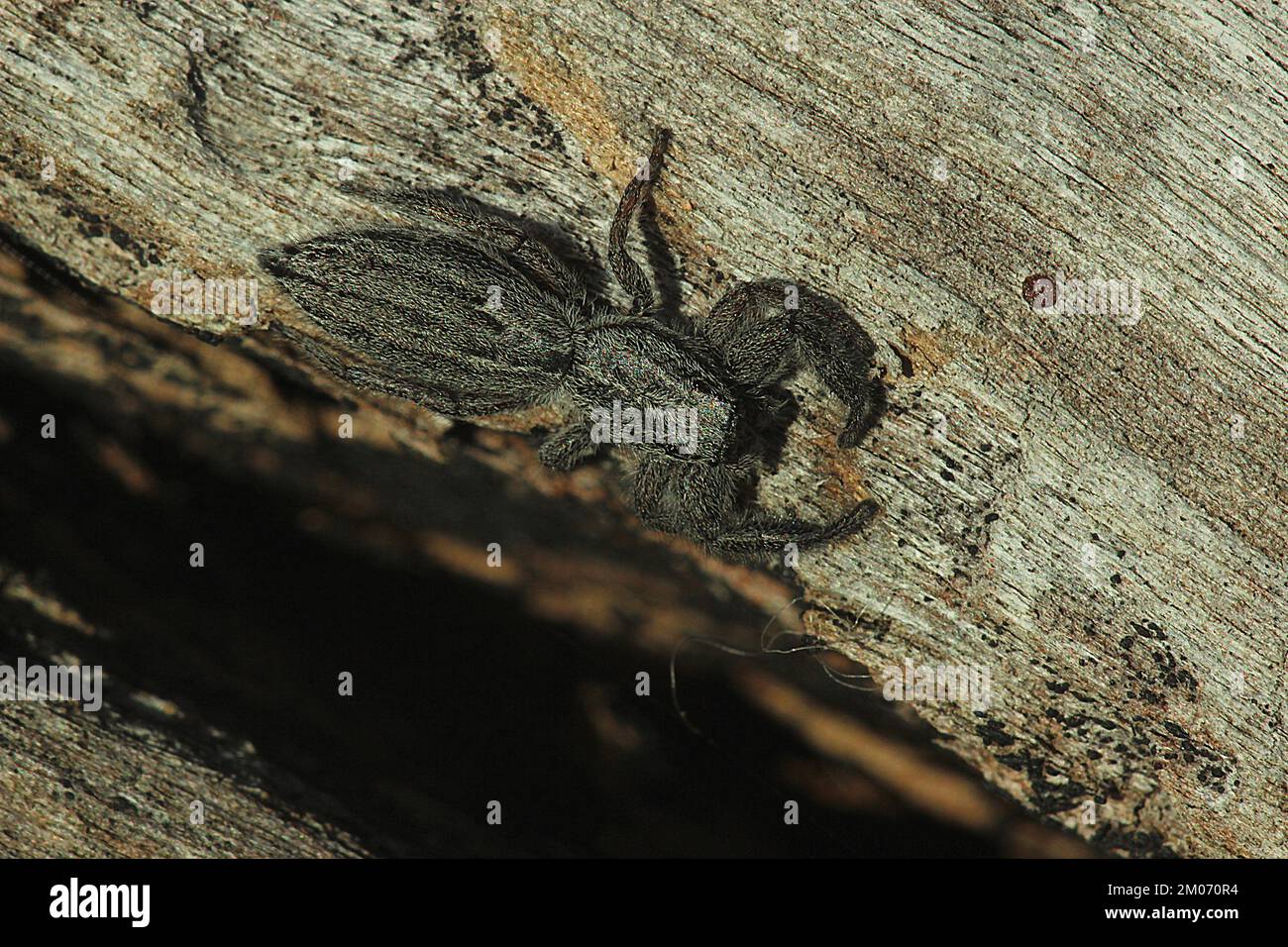 Flat jumping spider (Holoplatys apressus Stock Photo - Alamy