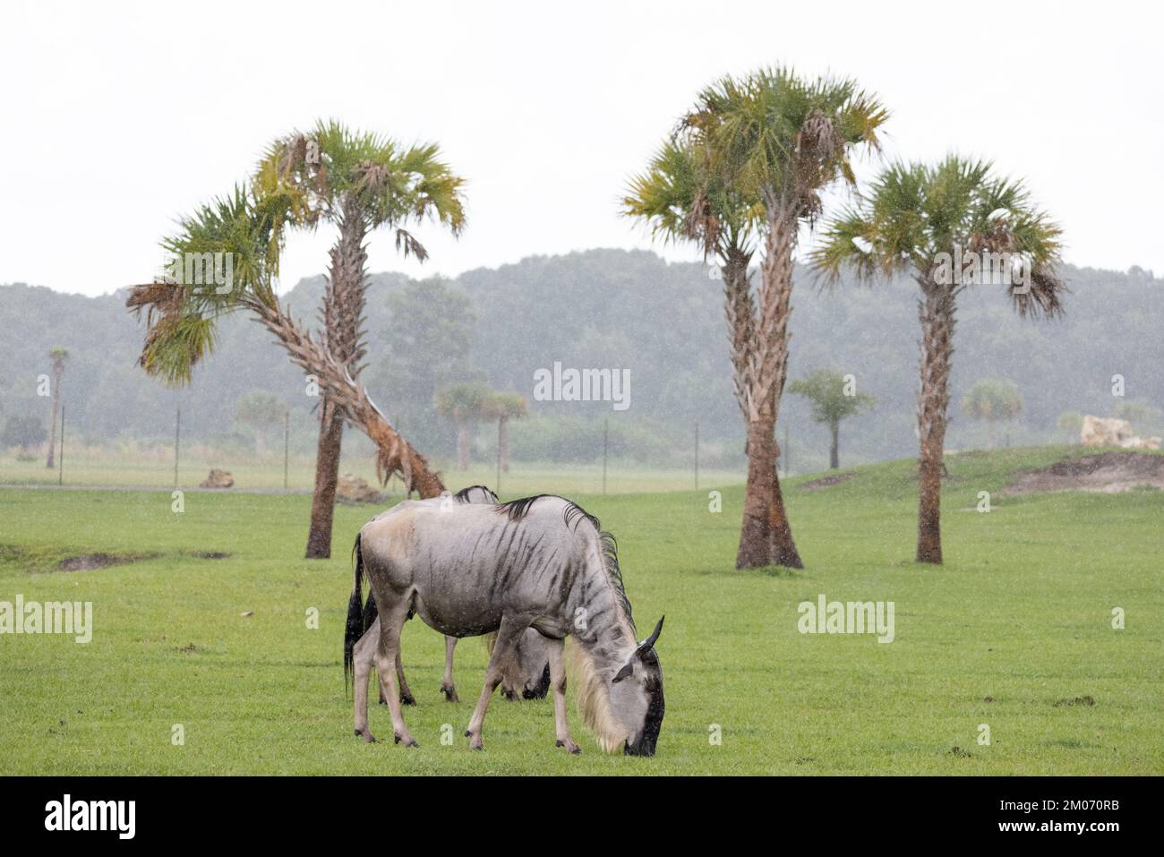 Wildebeest eating in the wild Stock Photo - Alamy