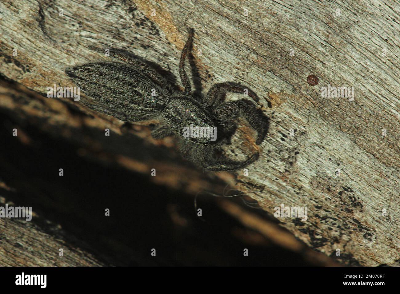 Flat jumping spider (Holoplatys apressus Stock Photo - Alamy