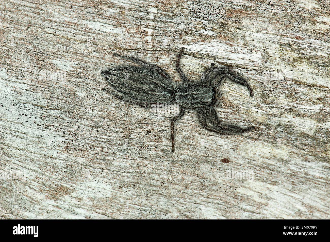Flat jumping spider (Holoplatys apressus Stock Photo - Alamy