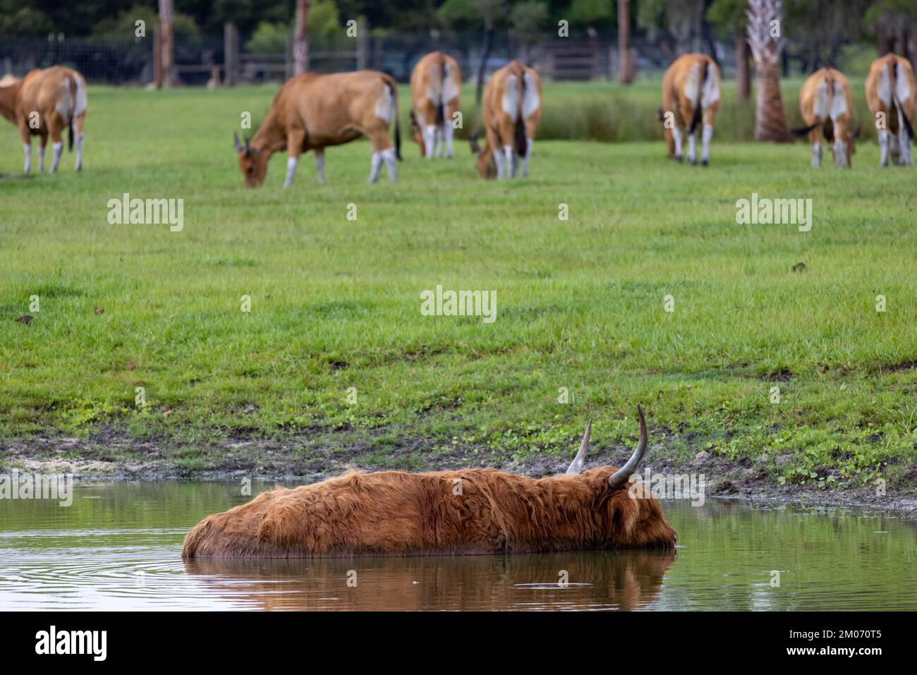 Highland Cattle in the river with more animals Stock Photo - Alamy