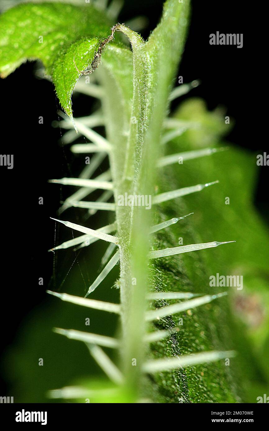New zealand stinging nettle hi-res stock photography and images - Alamy