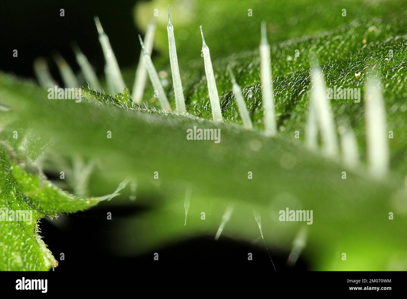 New zealand stinging nettle hi-res stock photography and images - Alamy