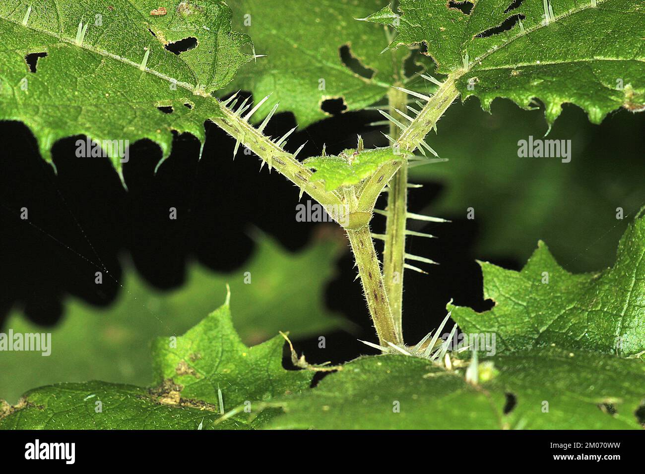 Stinging nettle (Uritca ferox Stock Photo - Alamy