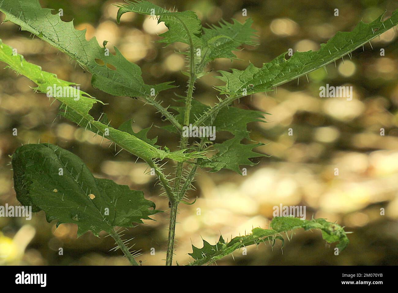 Stinging nettle (Uritca ferox Stock Photo - Alamy
