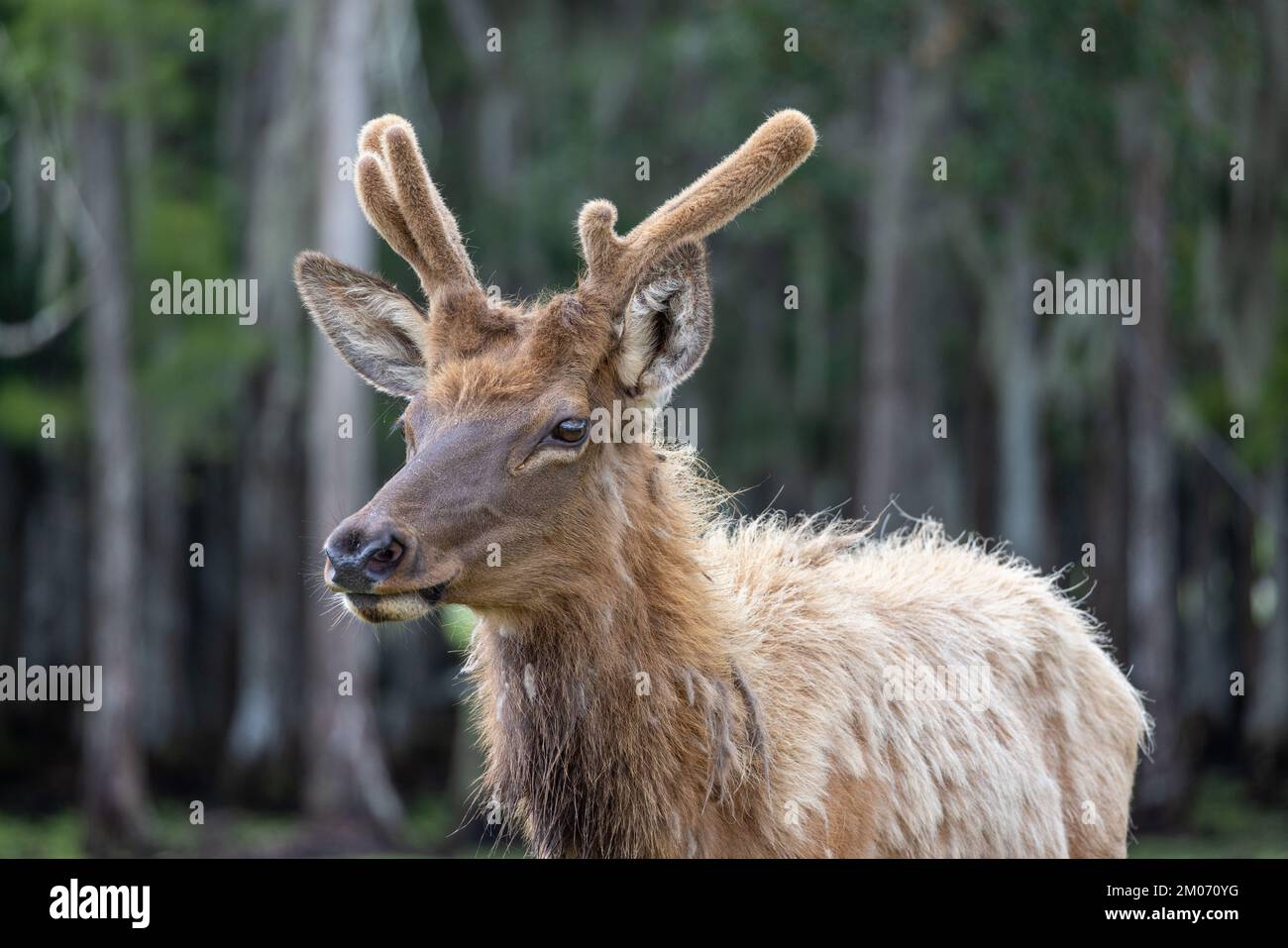 beautiful small Père Davids deer in the wild Stock Photo - Alamy