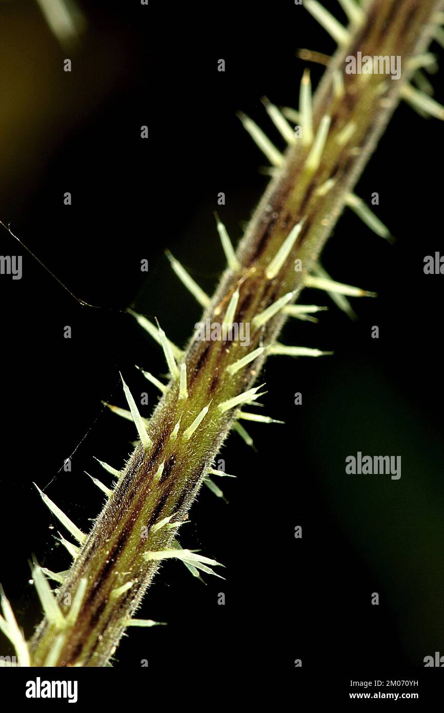 Tree nettle new zealand hi-res stock photography and images - Alamy
