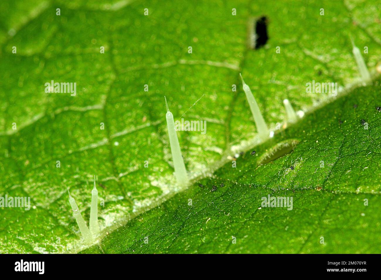 New zealand stinging nettle hi-res stock photography and images - Alamy