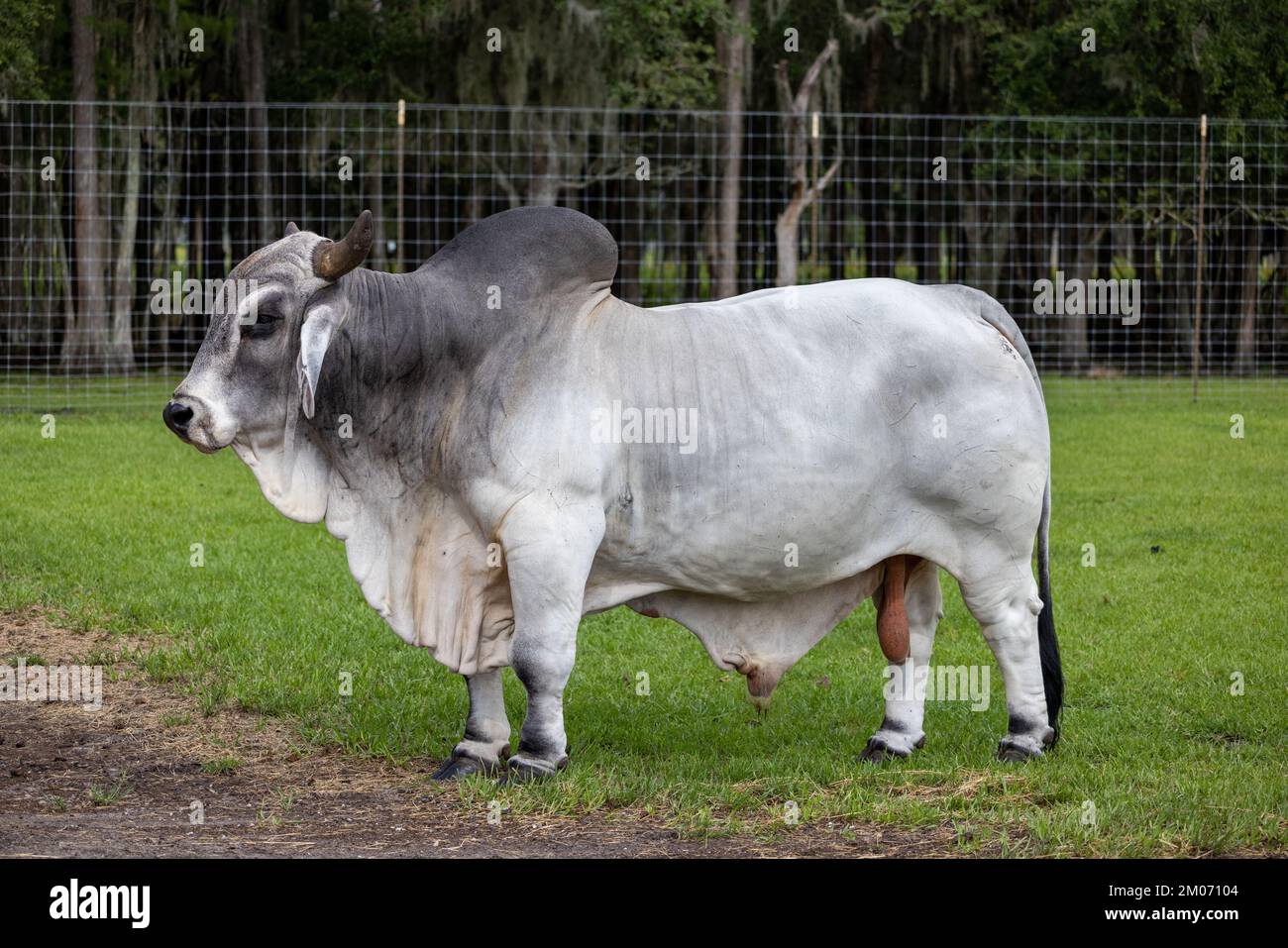 American Brahman Cattle