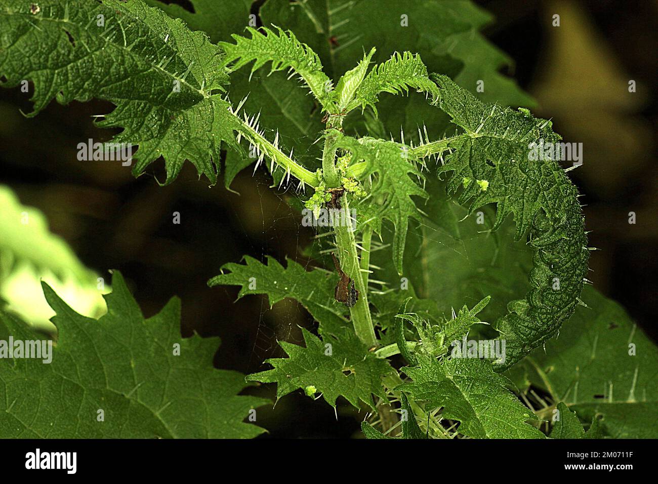 New zealand stinging nettle hi-res stock photography and images - Alamy