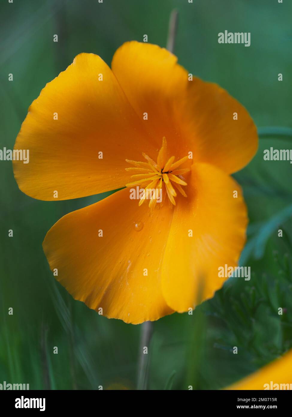 Californian Poppy, Golden Mexican Poppy, Eschscholzia mexicana Stock ...