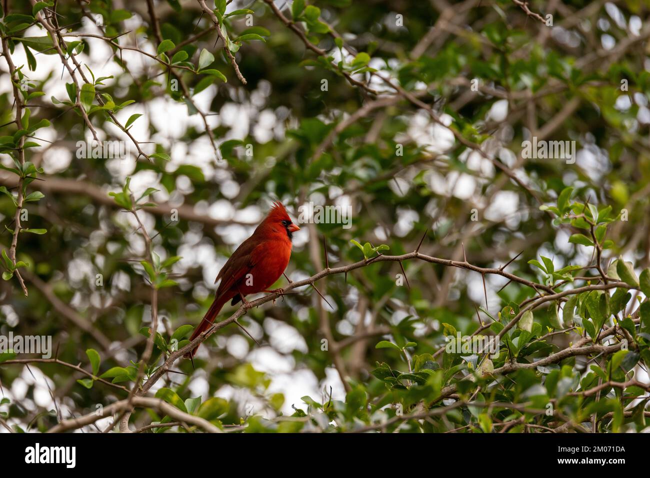Tree sun position hi-res stock photography and images - Alamy
