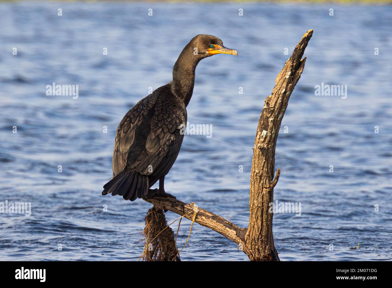Double Crested Cormorant in the ocean Stock Photo - Alamy