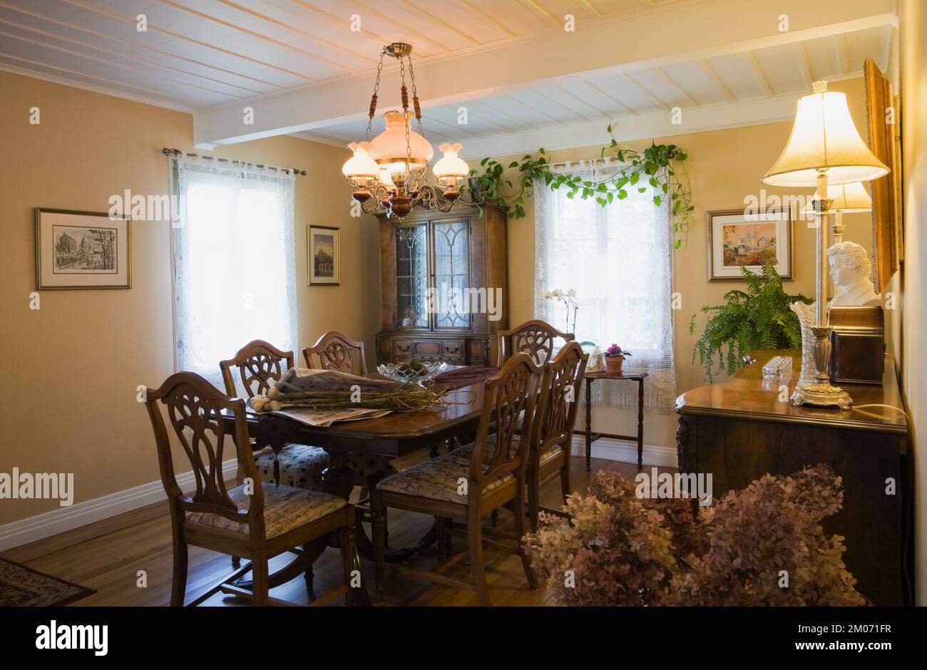 Harvested garlic bulbs on antique dining table with high back chairs in ...