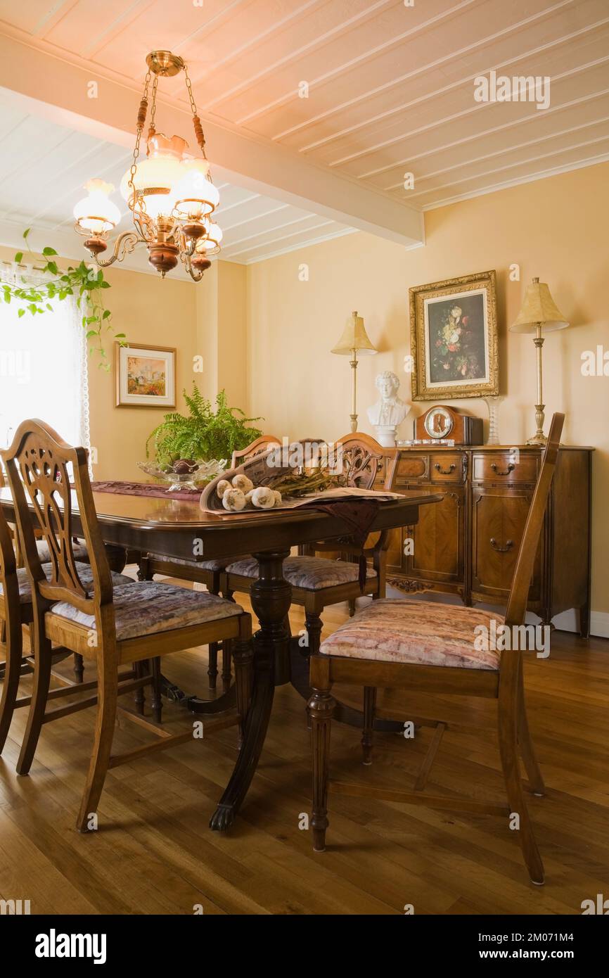 Harvested garlic bulbs on antique dining table with high back chairs in ...