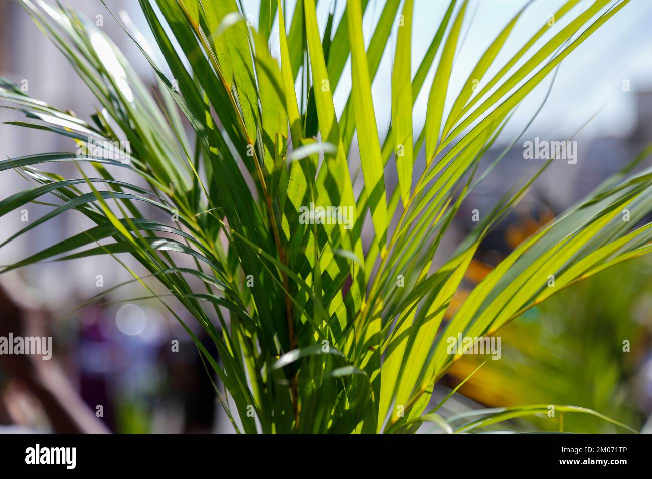 Holy Week. Traditional Catholic celebration Palm Sunday. Christian ...