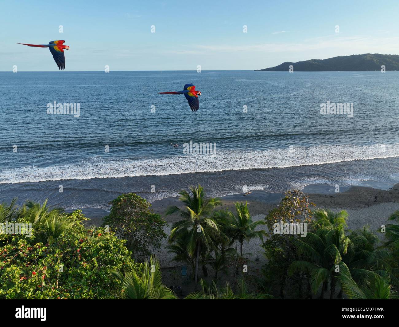 Scarlet Macaws in flight with the ocean in the background Stock Photo ...