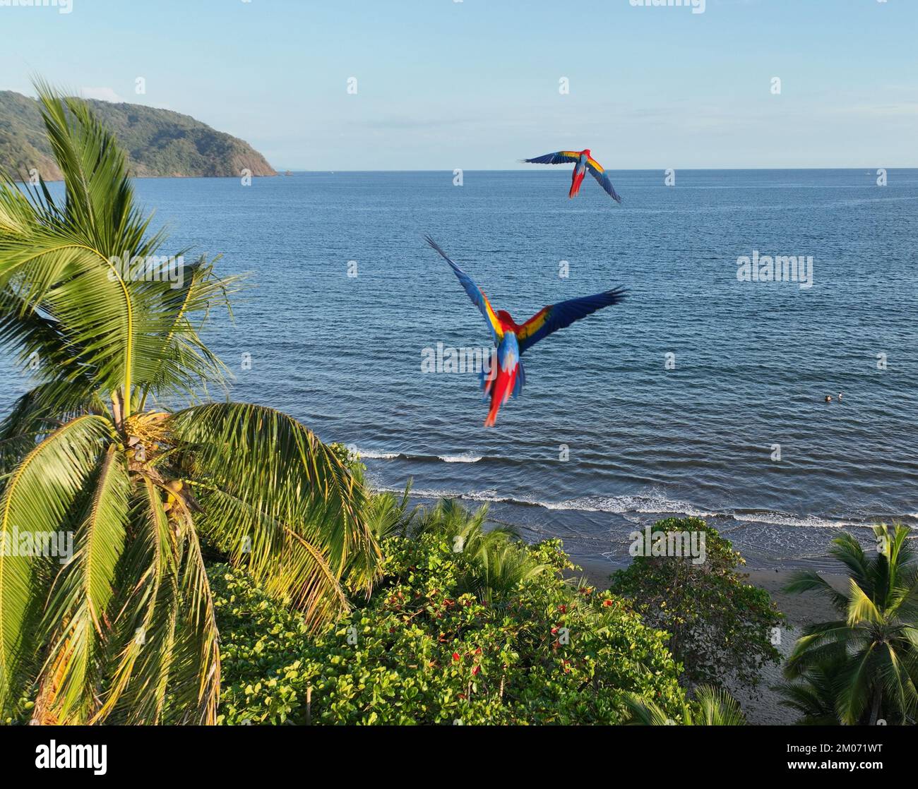 Scarlet Macaws in flight with the ocean in the background Stock Photo ...