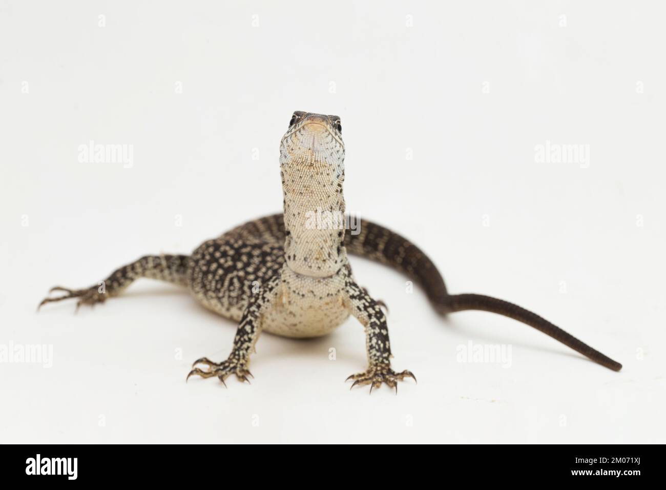 The Spotted Tree Monitor lizard varanus similis isolated on white ...