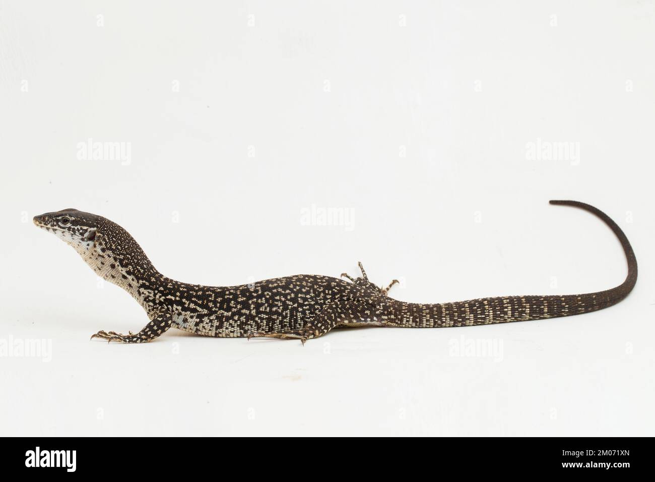 The Spotted Tree Monitor lizard varanus similis isolated on white ...