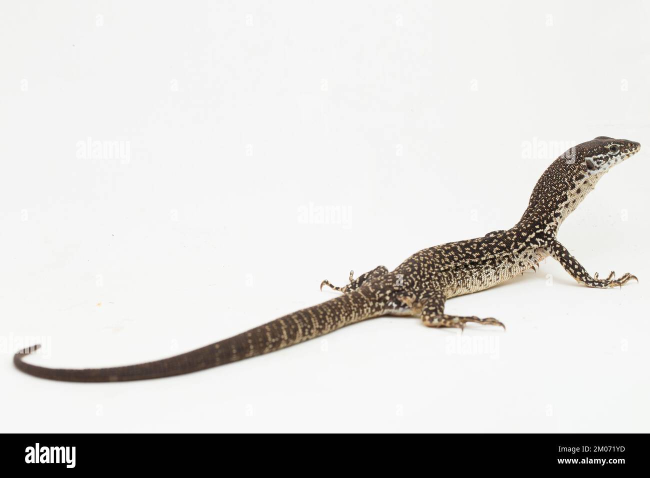The Spotted Tree Monitor lizard varanus similis isolated on white ...