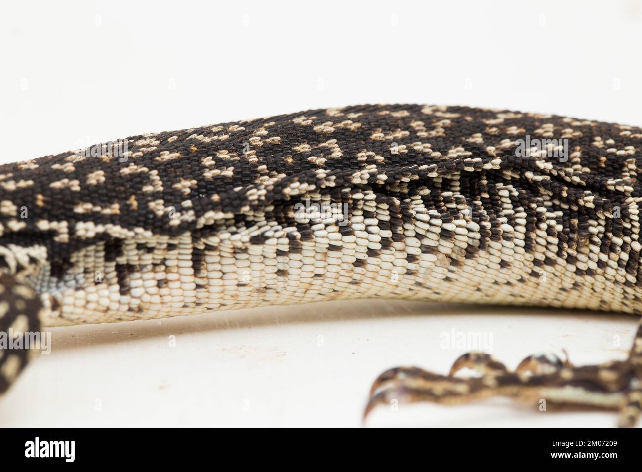 The Spotted Tree Monitor lizard varanus similis isolated on white ...