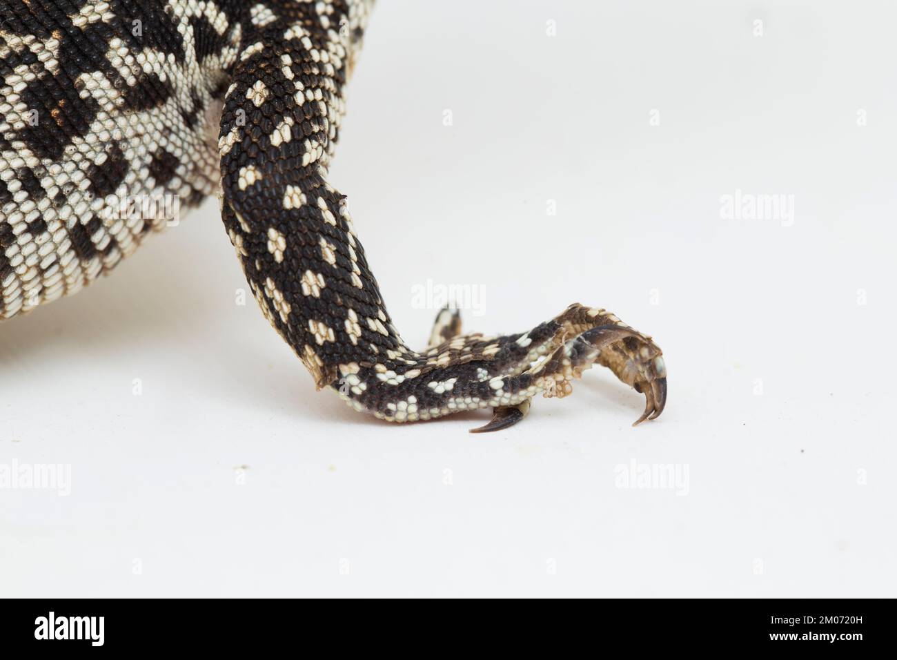 The Spotted Tree Monitor lizard varanus similis isolated on white ...