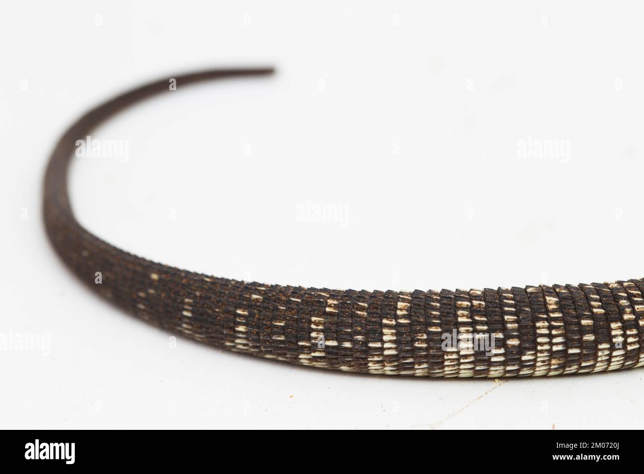 The Spotted Tree Monitor lizard varanus similis isolated on white ...