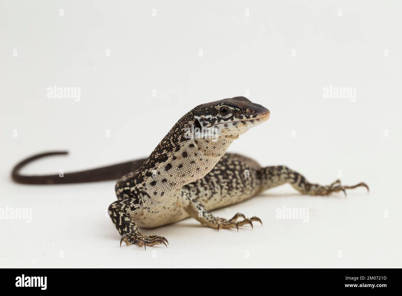The Spotted Tree Monitor lizard varanus similis isolated on white ...