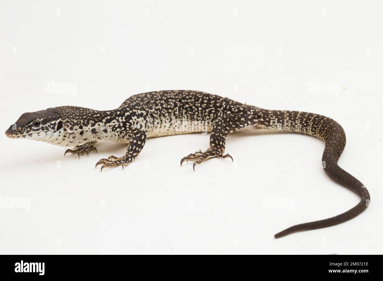 The Spotted Tree Monitor lizard varanus similis isolated on white ...