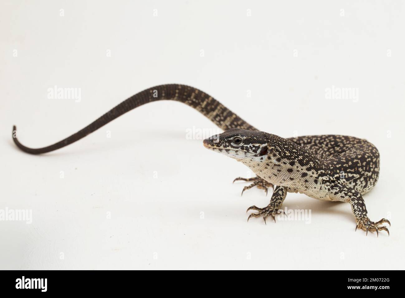 The Spotted Tree Monitor lizard varanus similis isolated on white ...