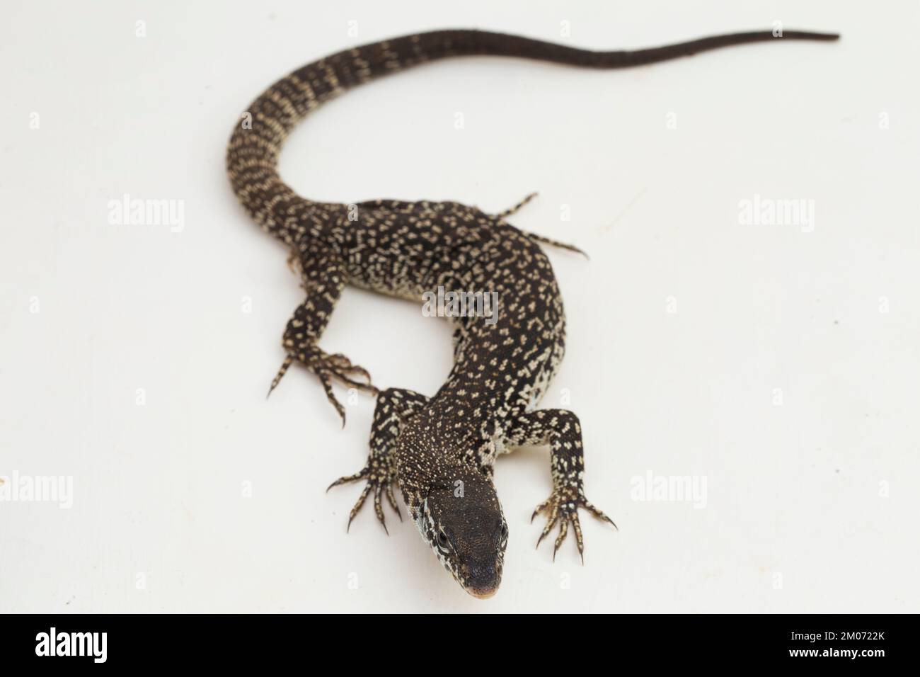 The Spotted Tree Monitor lizard varanus similis isolated on white ...