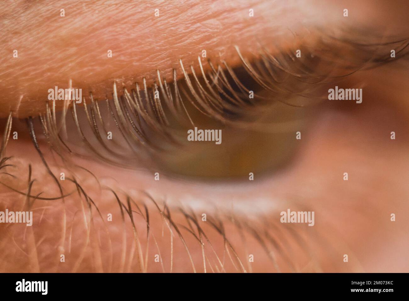 male eye close up. eyelashes in macro. upper and lower eyelid Stock ...