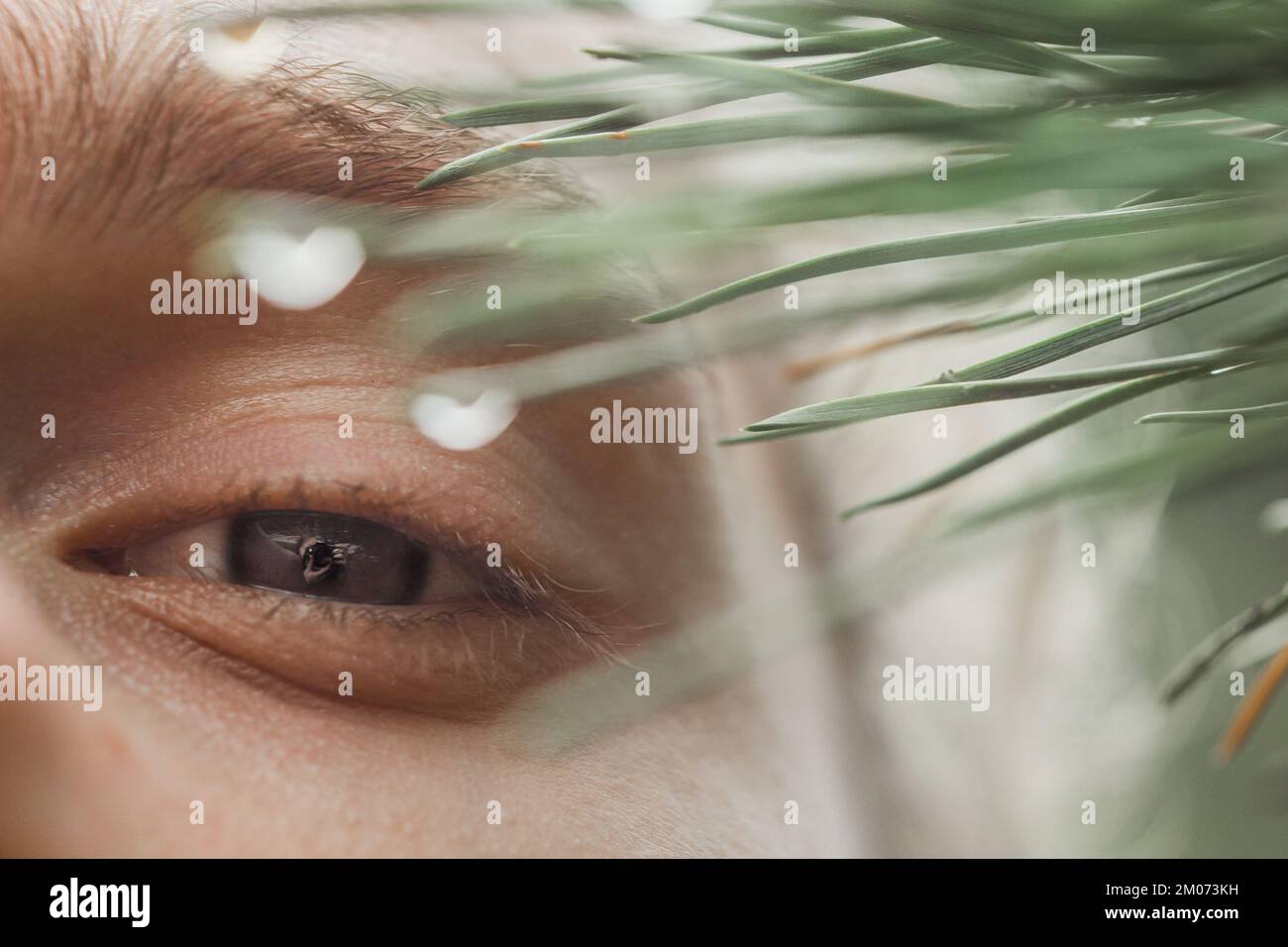 male eye close-up on the background of dew on the needles. eyelashes in ...